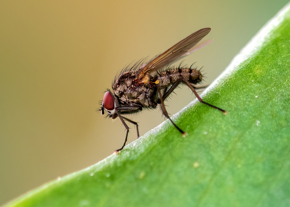 Beauty..... | AH14 | Blipfoto