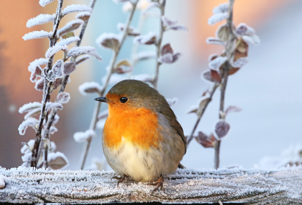 A Christmas robin | NatureWatcher | Blipfoto
