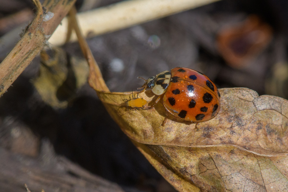 Cat and Mouse | dbifulco | Blipfoto
