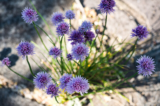 Weeeed... | 65Daisies | Blipfoto