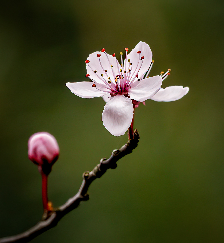 Red Cherry Tree for Joe Tree Day! | davidc | Blipfoto