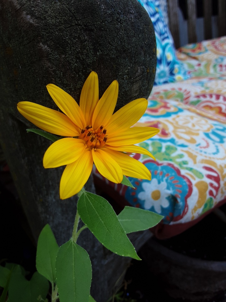 Bonus flower | valentina64 | Blipfoto
