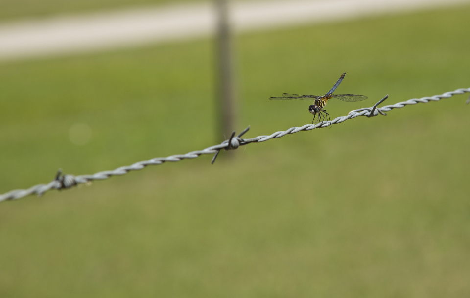 Dragonfly | bugsman | Blipfoto