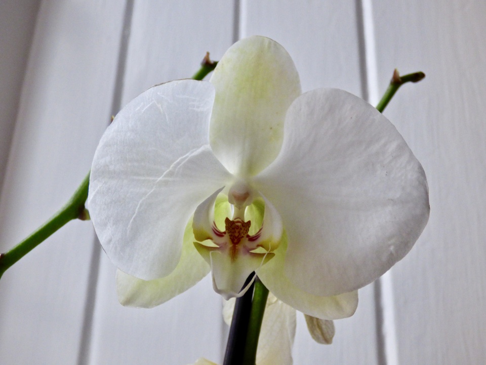 Orchid or alien? | seizetheday | Blipfoto