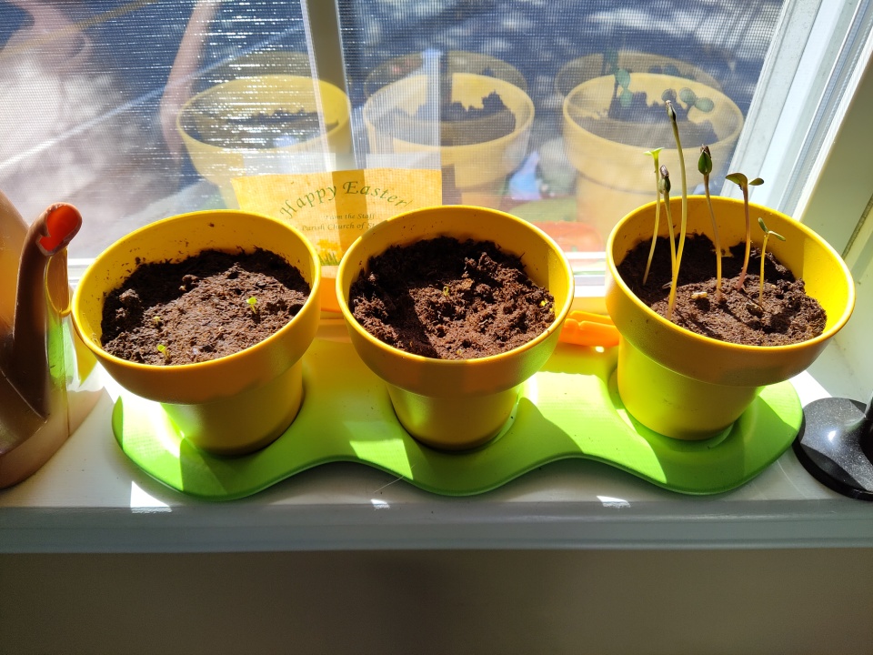 Sunflowers lead the way! | 1DayataTime | Blipfoto