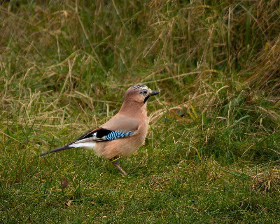 Lucky Sighting of a Jay | davidc | Blipfoto