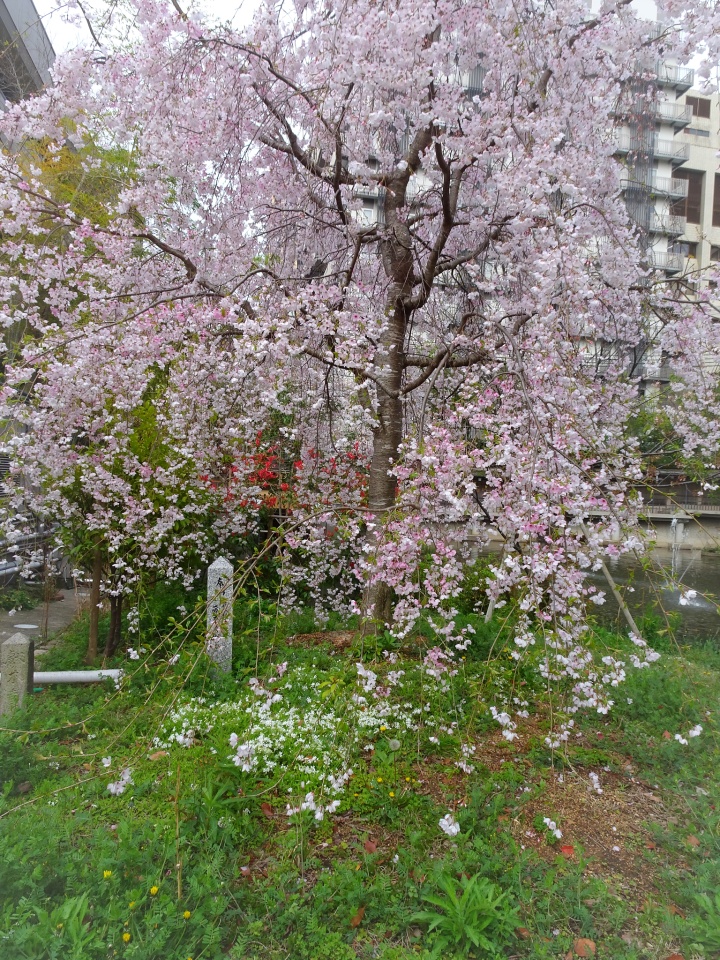 Have You Heard The Wolf Cry To The Blue Corn Moon? | Esper | Blipfoto