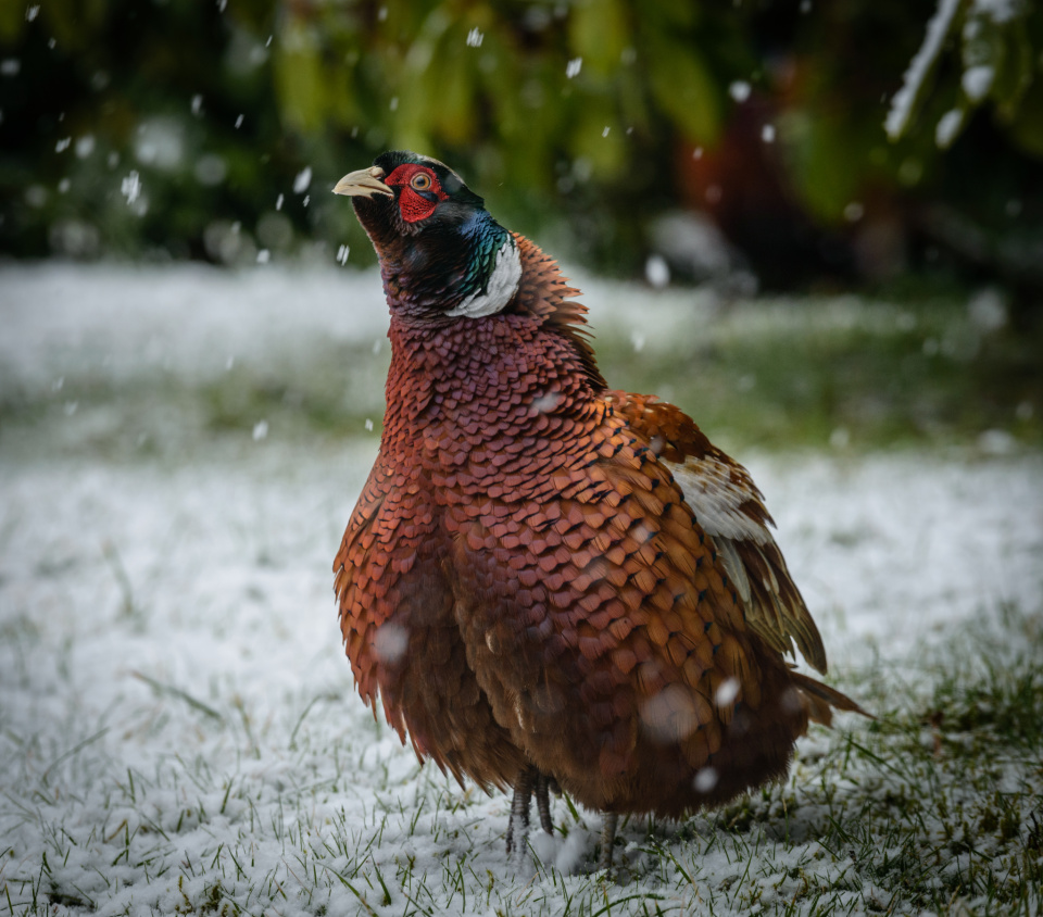 Frozen pheasant | JohnGravett | Blipfoto