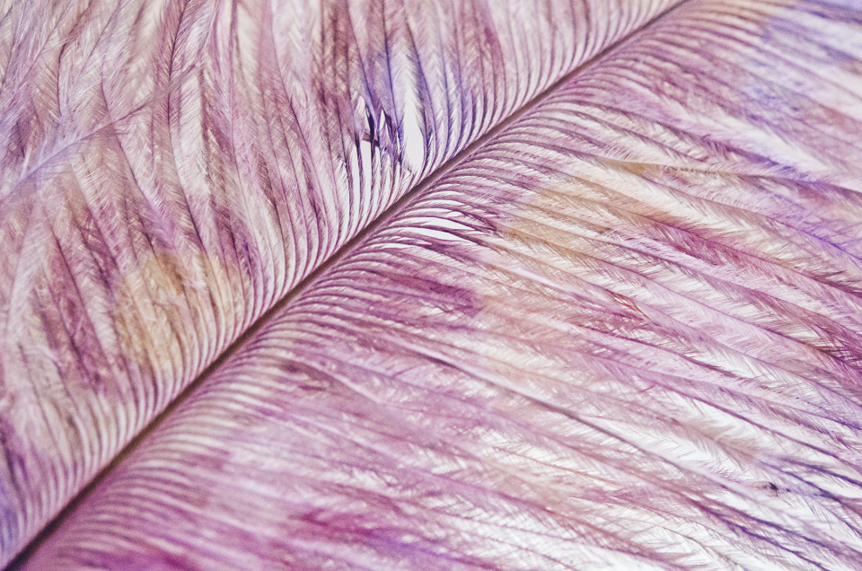 Feather | Ingeborg | Blipfoto