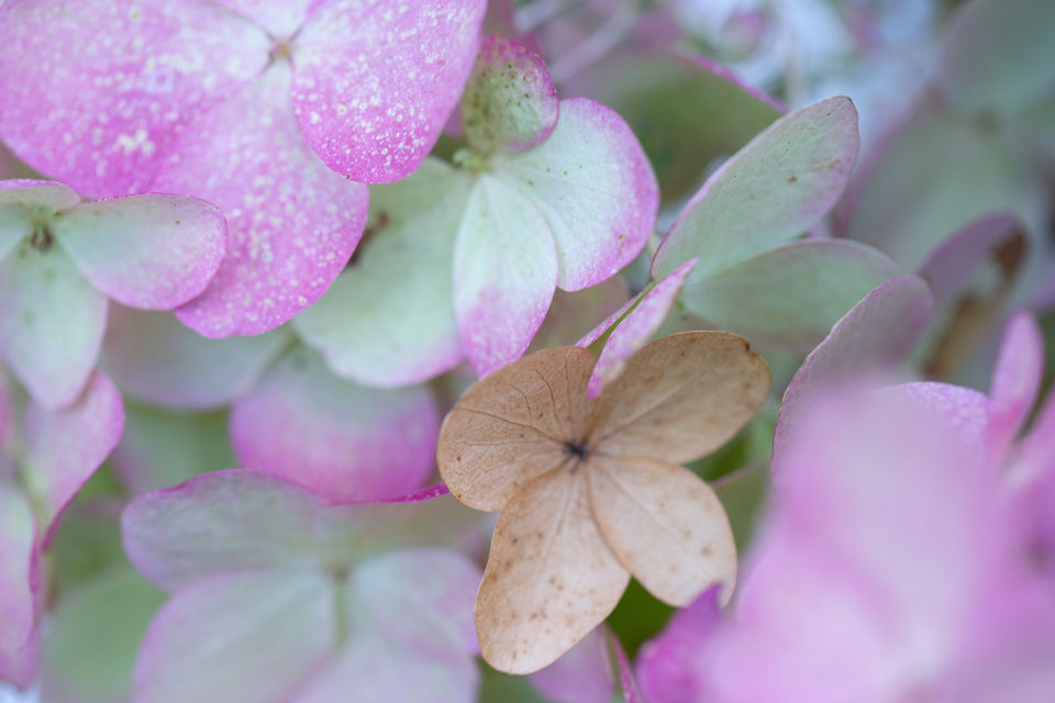 Autumn's gentle approach... | Damnonii | Blipfoto