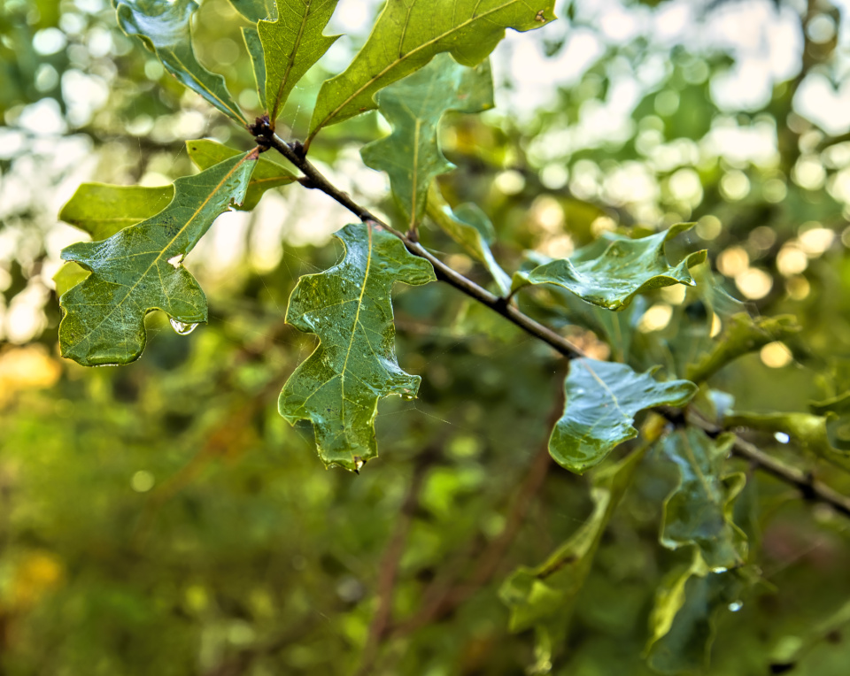 Raindrops | bugsman | Blipfoto