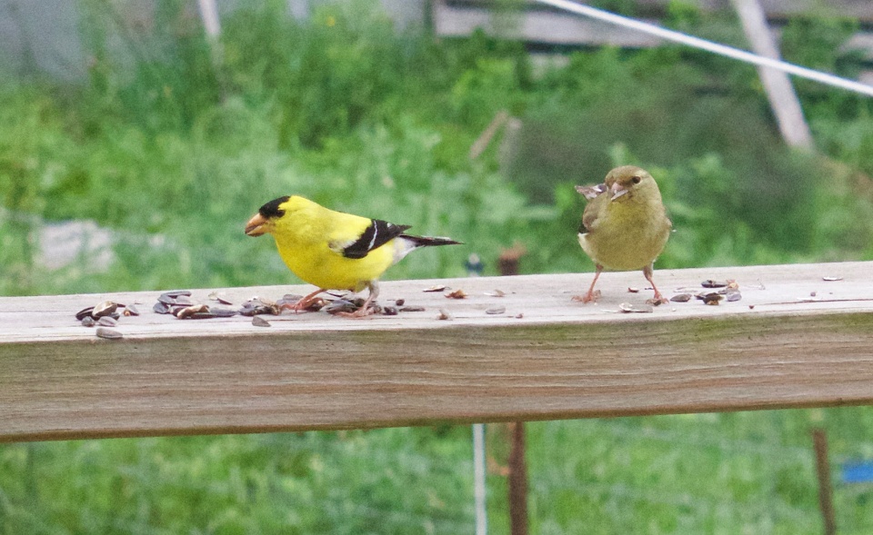 Mr. and Mrs. Goldfinch | TiciaS | Blipfoto