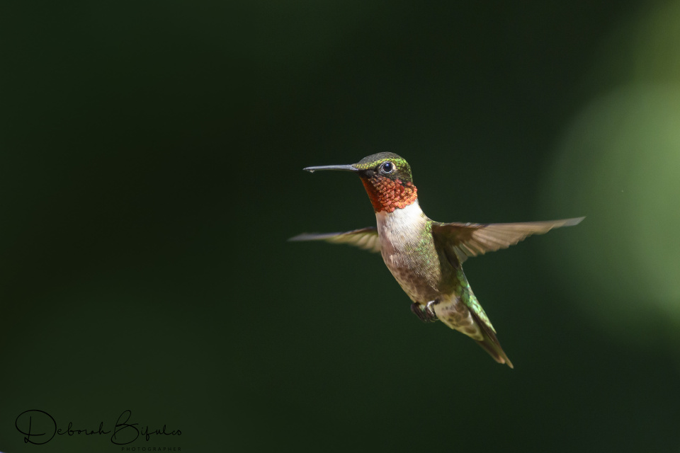 Celebrate | dbifulco | Blipfoto