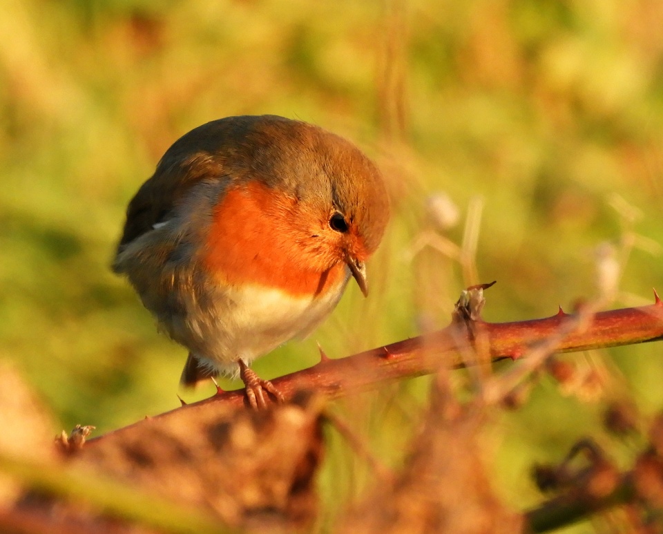 Winter solstice | Tigger101 | Blipfoto