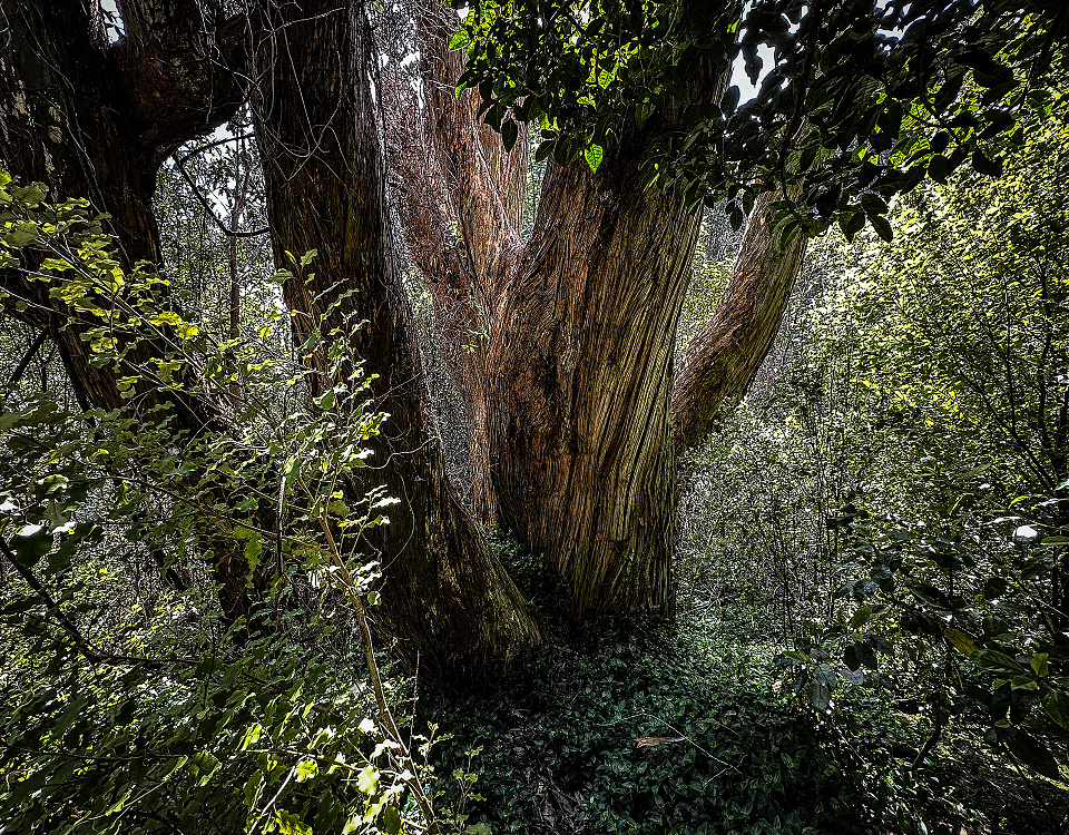 Tree Mendous | TussockTales | Blipfoto