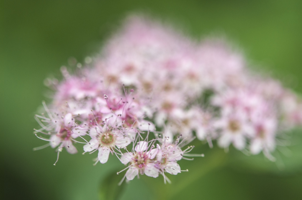 Pink meadowsweet | Ingeborg | Blipfoto