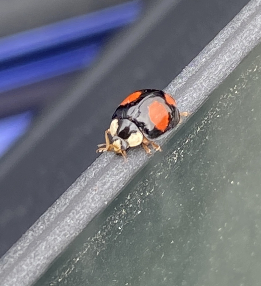 Yellow Eyed Ladybug | Didima | Blipfoto