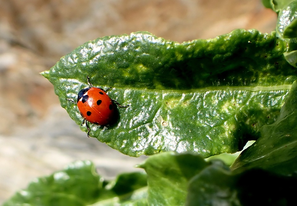 Shoreline finds | ceridwen | Blipfoto