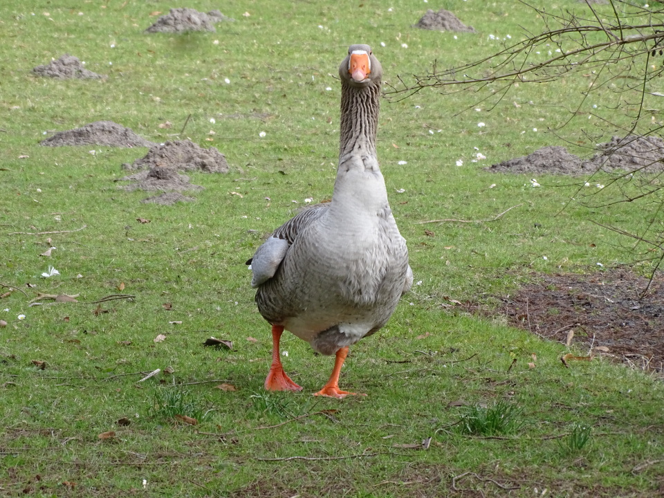 Having a gander | ABT | Blipfoto