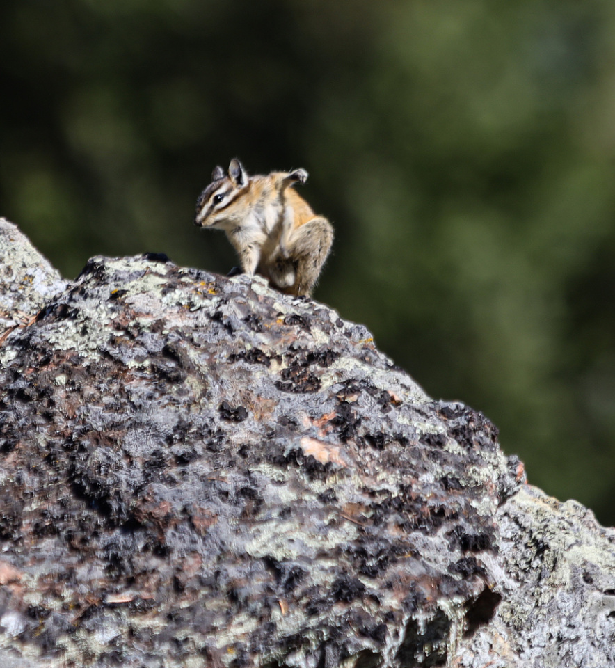 High 5 | Lysle_Photo | Blipfoto