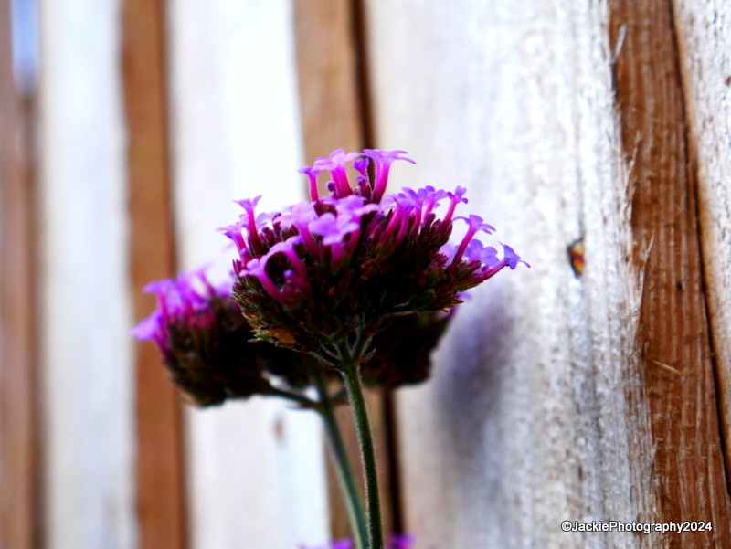 Verbena | ThingsBeautiful | Blipfoto
