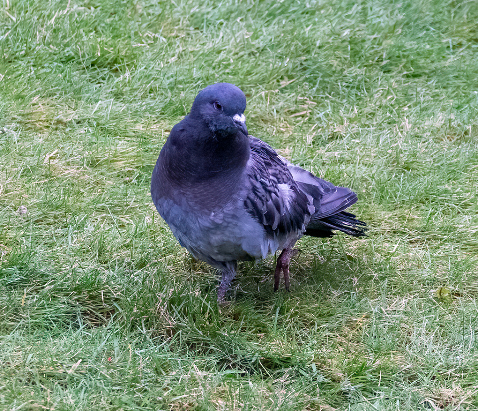 Squeaking pigeon | DarkEyedMary | Blipfoto