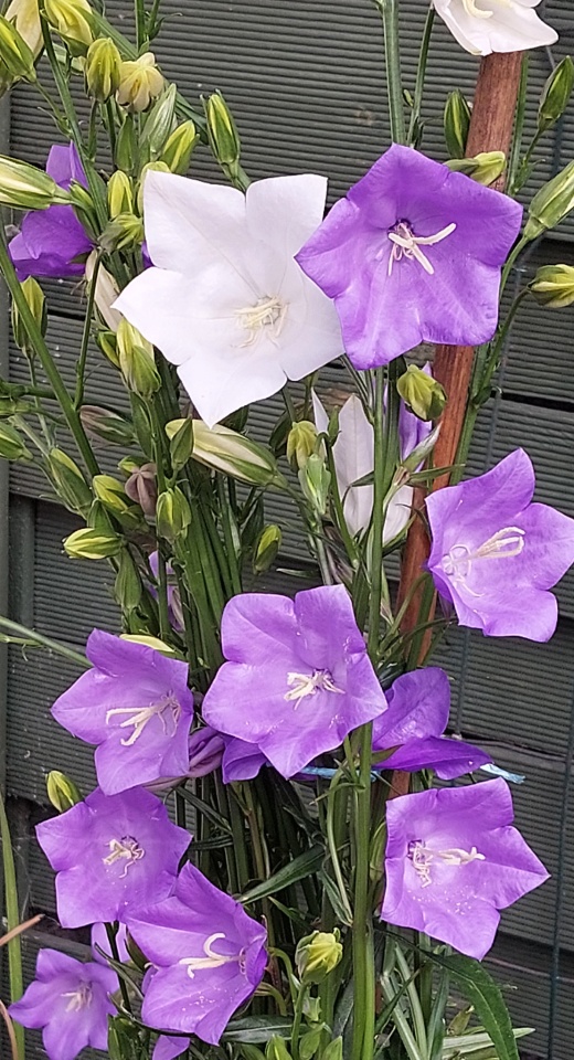 BELL FLOWER. | sunflower | Blipfoto