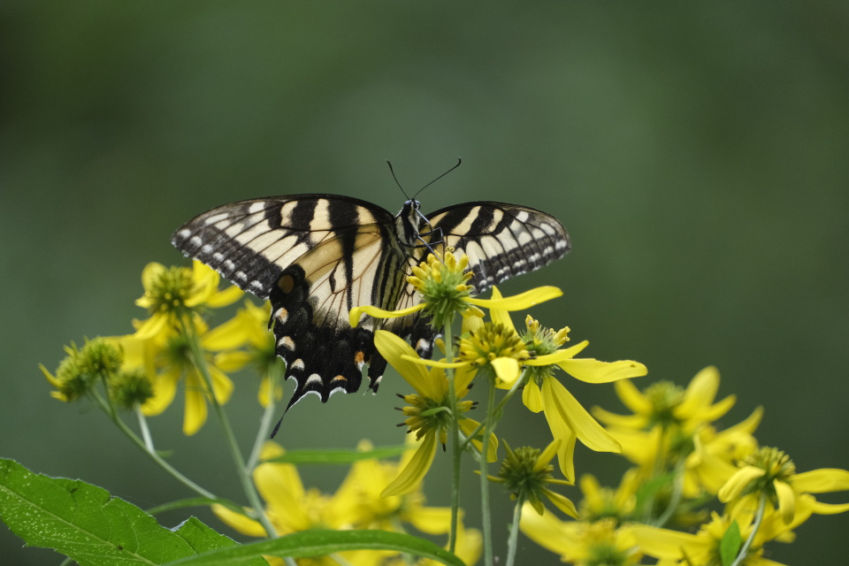 multiple butterflies in one day | Energia | Blipfoto