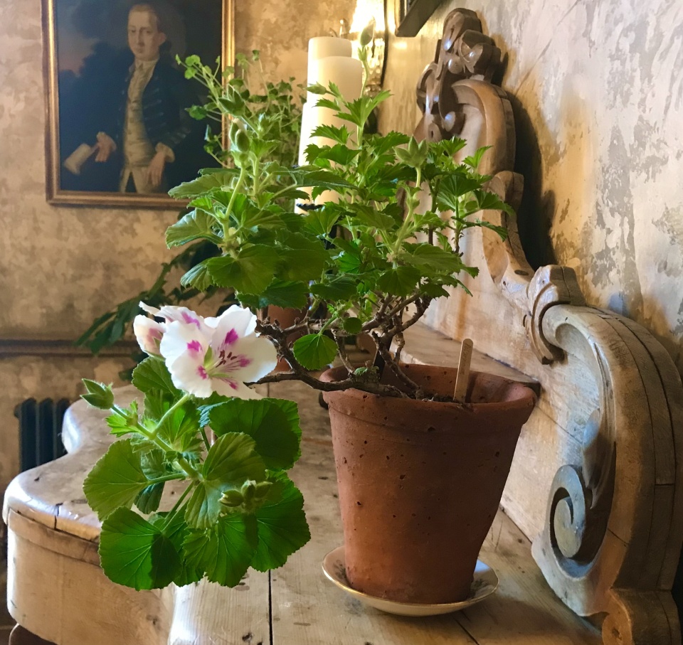 A blush of pink | pixelpixie | Blipfoto