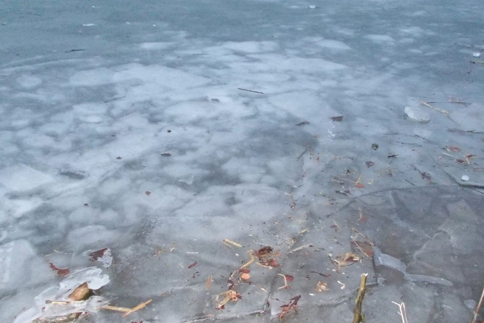 Ice | rat | Blipfoto