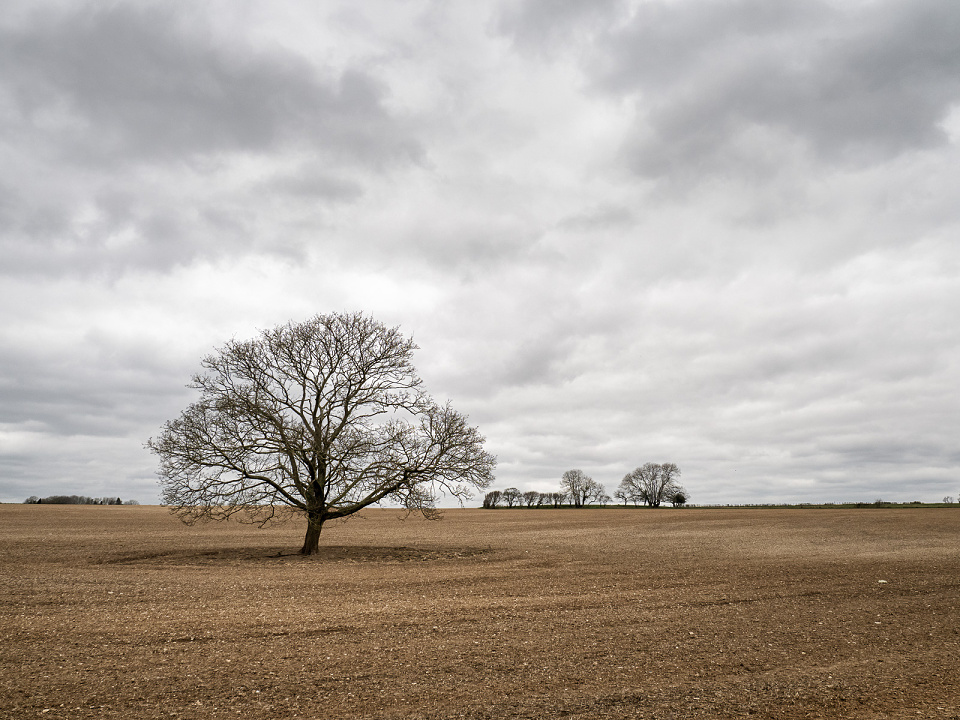Tree | AH14 | Blipfoto