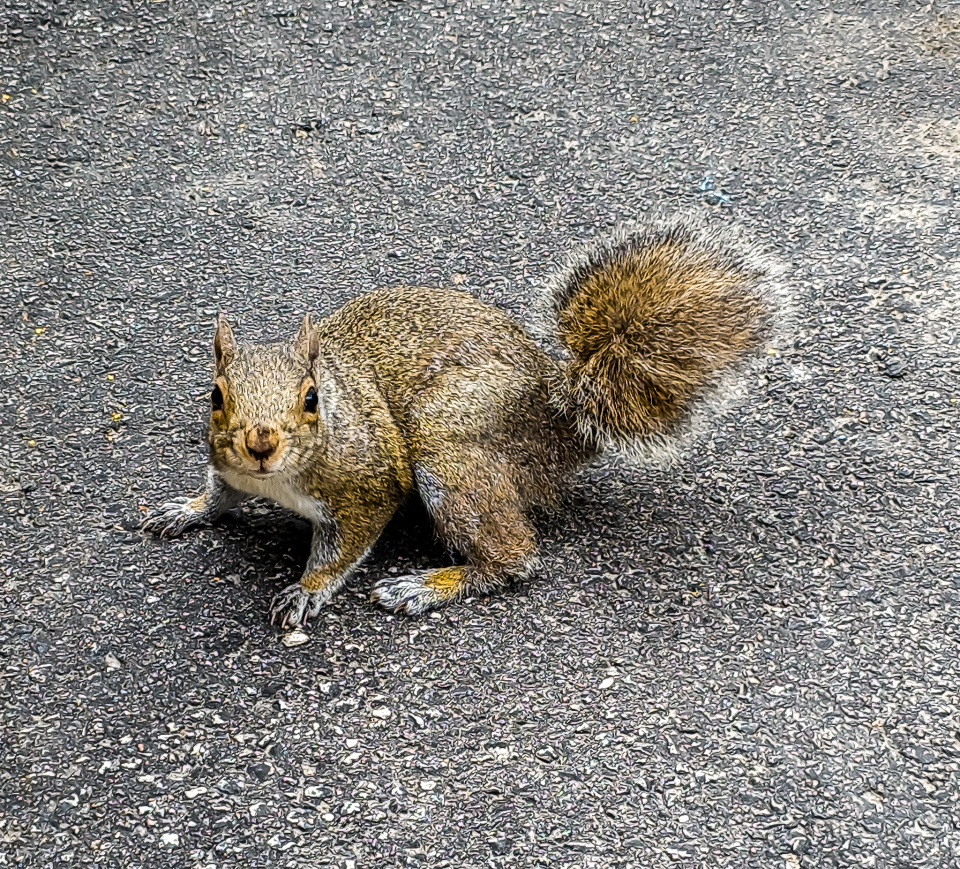 Squirrel Blip Friday - More April showers | KevinV | Blipfoto