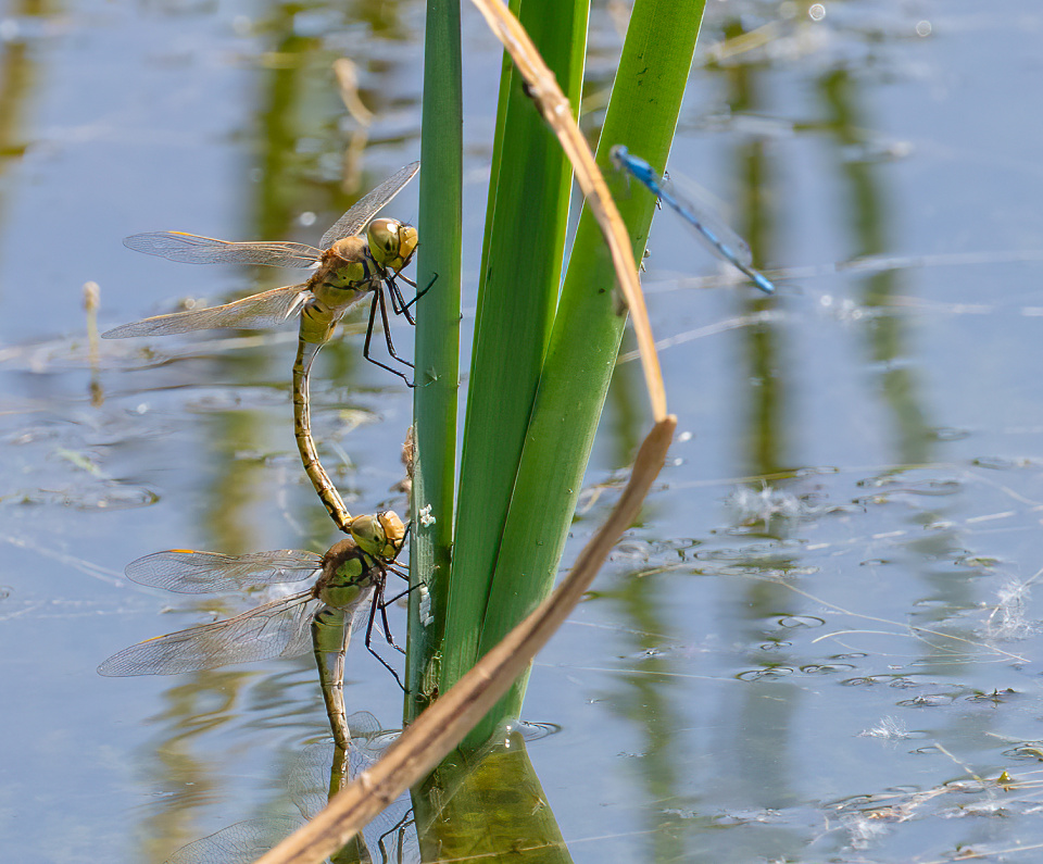 Lesser Emperors | Hillyblips | Blipfoto