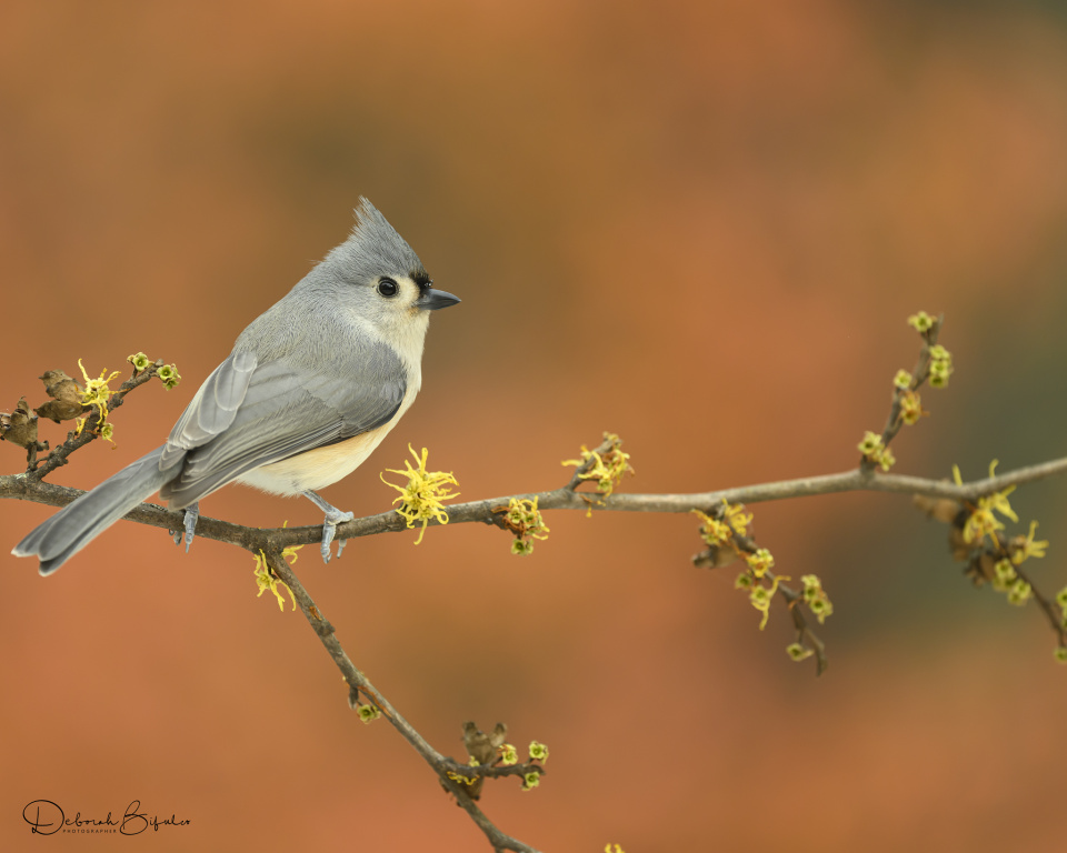 Ta Da | dbifulco | Blipfoto