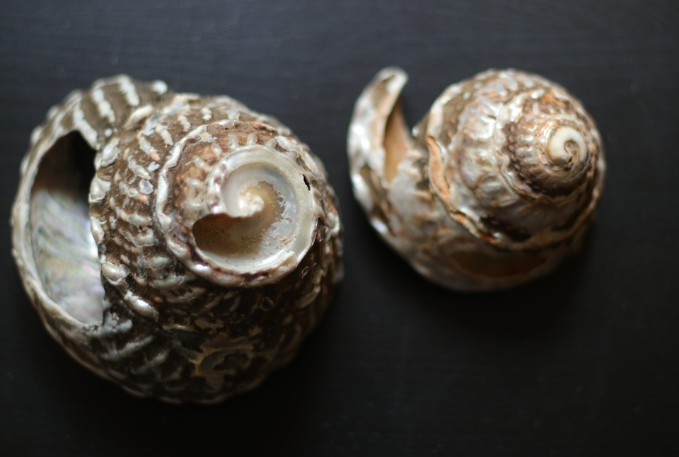 Shells | carolinav | Blipfoto