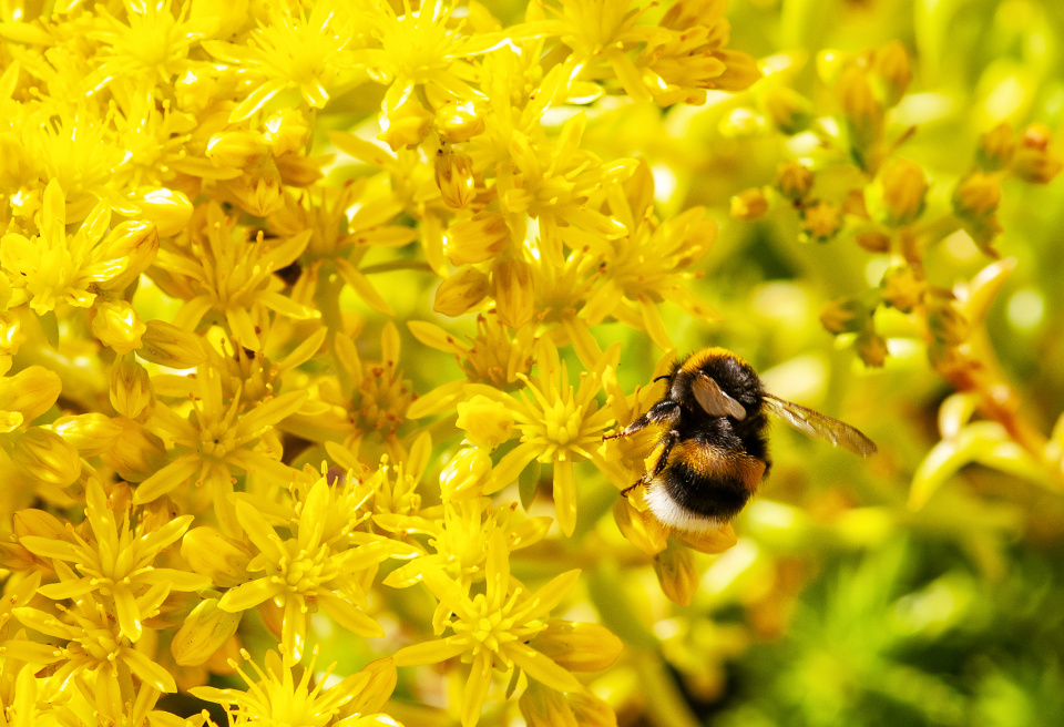 A Bumbly Bee | RockArea | Blipfoto