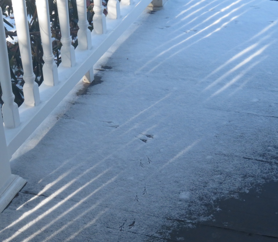 Tiny Footprints in the Snow | Mole | Blipfoto