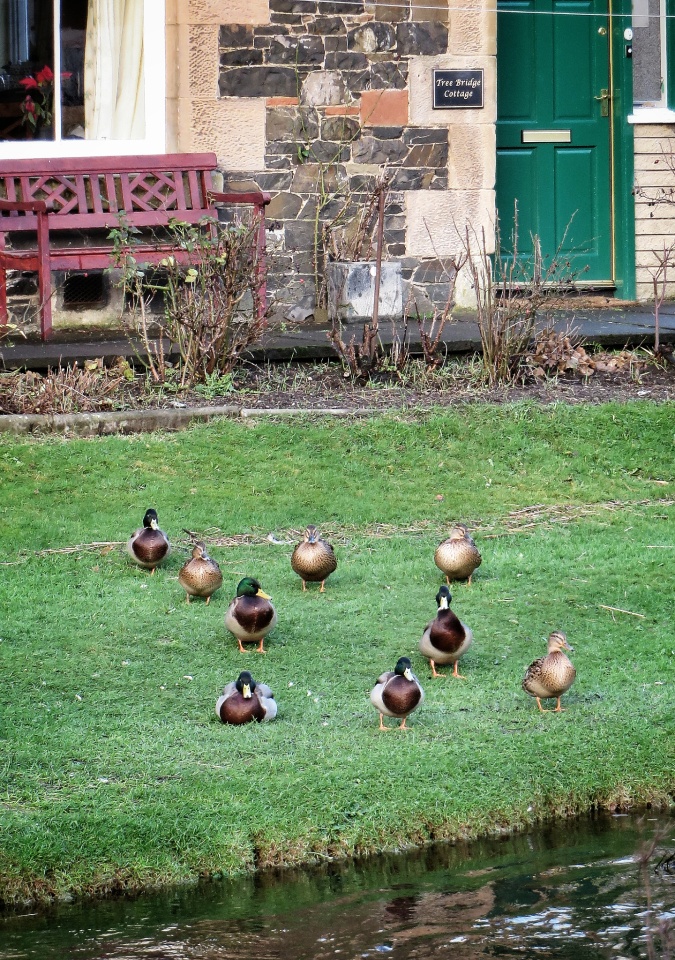 Duck lawn | thechimp | Blipfoto