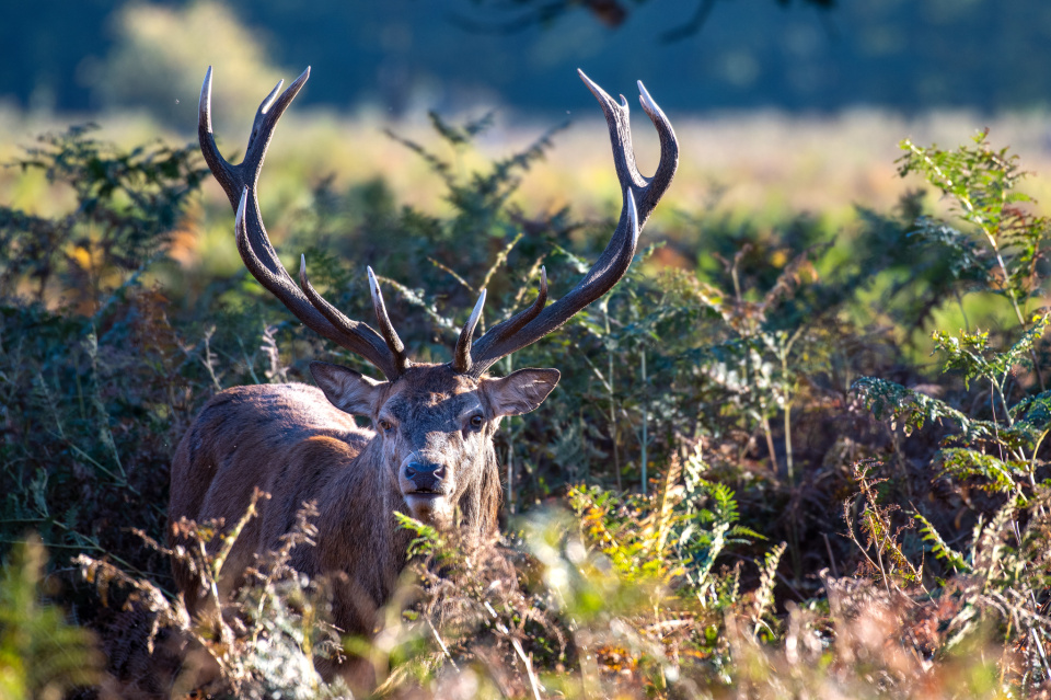 Swans and stags | NickyR | Blipfoto