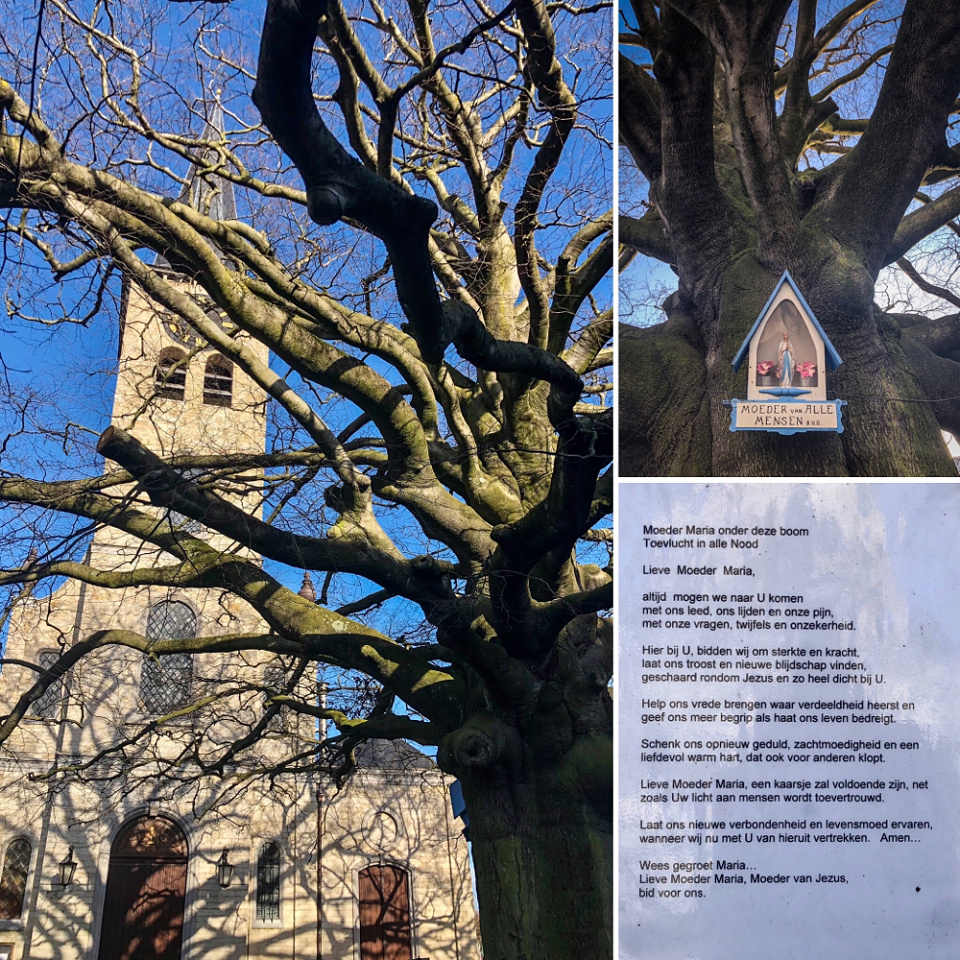 The Maria tree | Karin_HK | Blipfoto