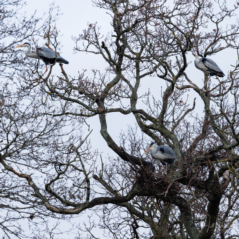 Heronry | JDO | Blipfoto