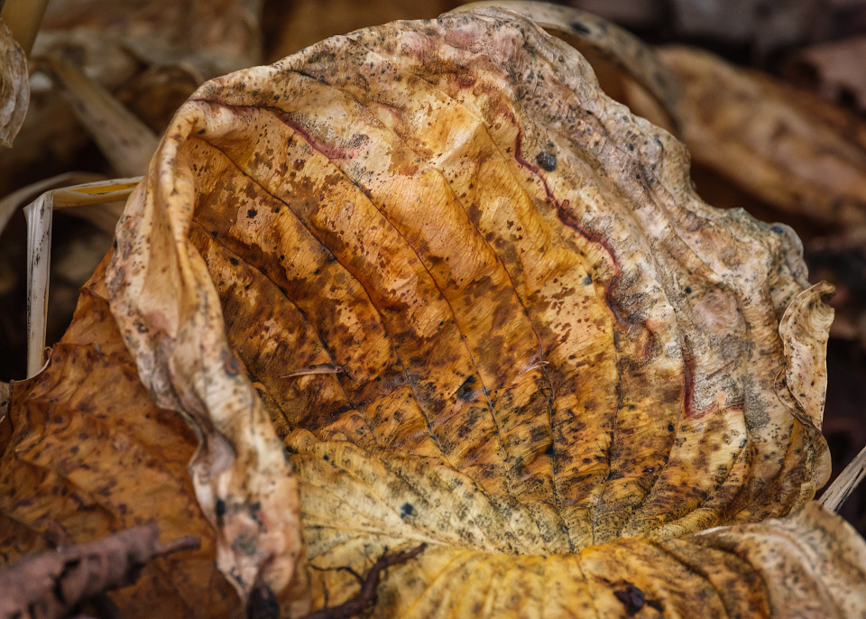 Shell Like | MikeWest | Blipfoto