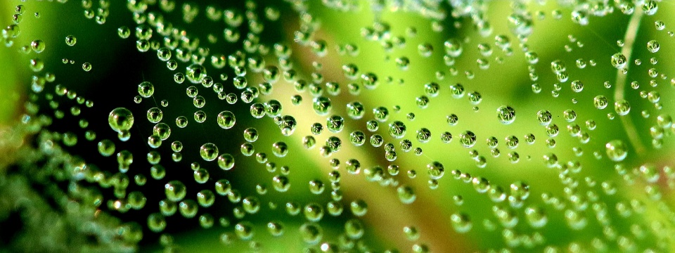 heavy dew | spishy | Blipfoto
