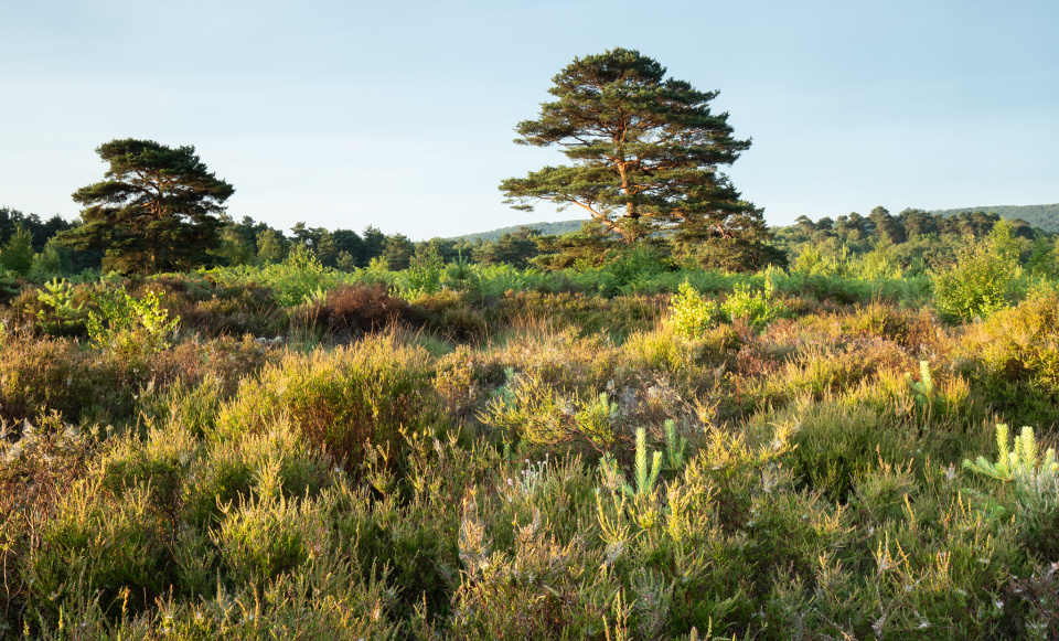 Lavington Common | Tony61902 | Blipfoto