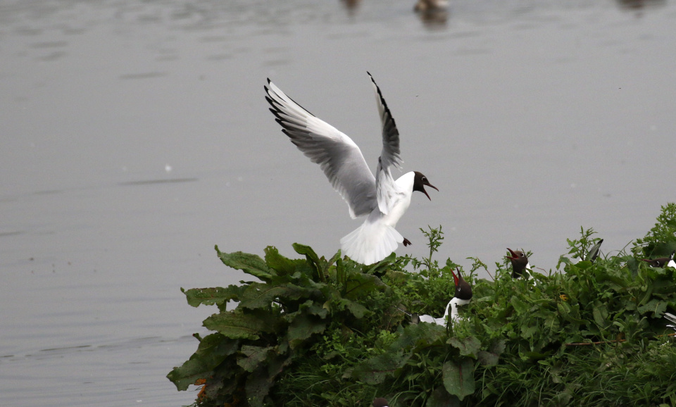 "I only wanted to give you a peck on the cheek!" | NatureWatcher | Blipfoto