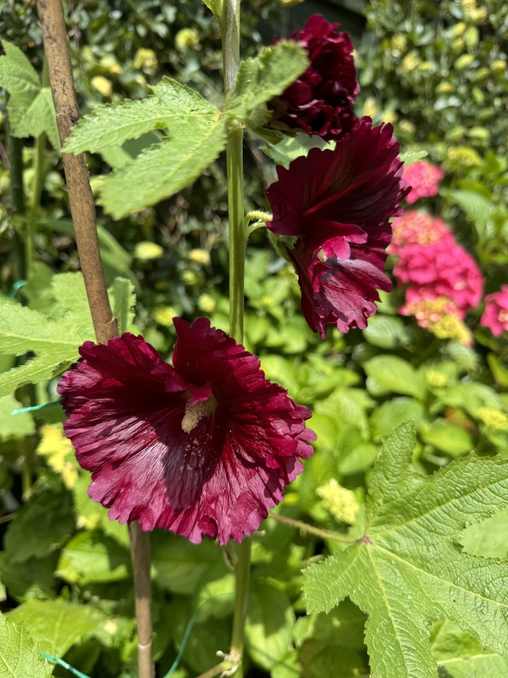 FIRST HOLLYHOCK | sunflower | Blipfoto