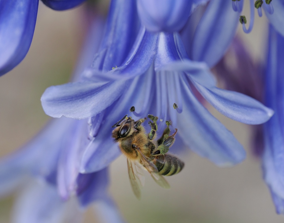 Bee | Technophobe | Blipfoto