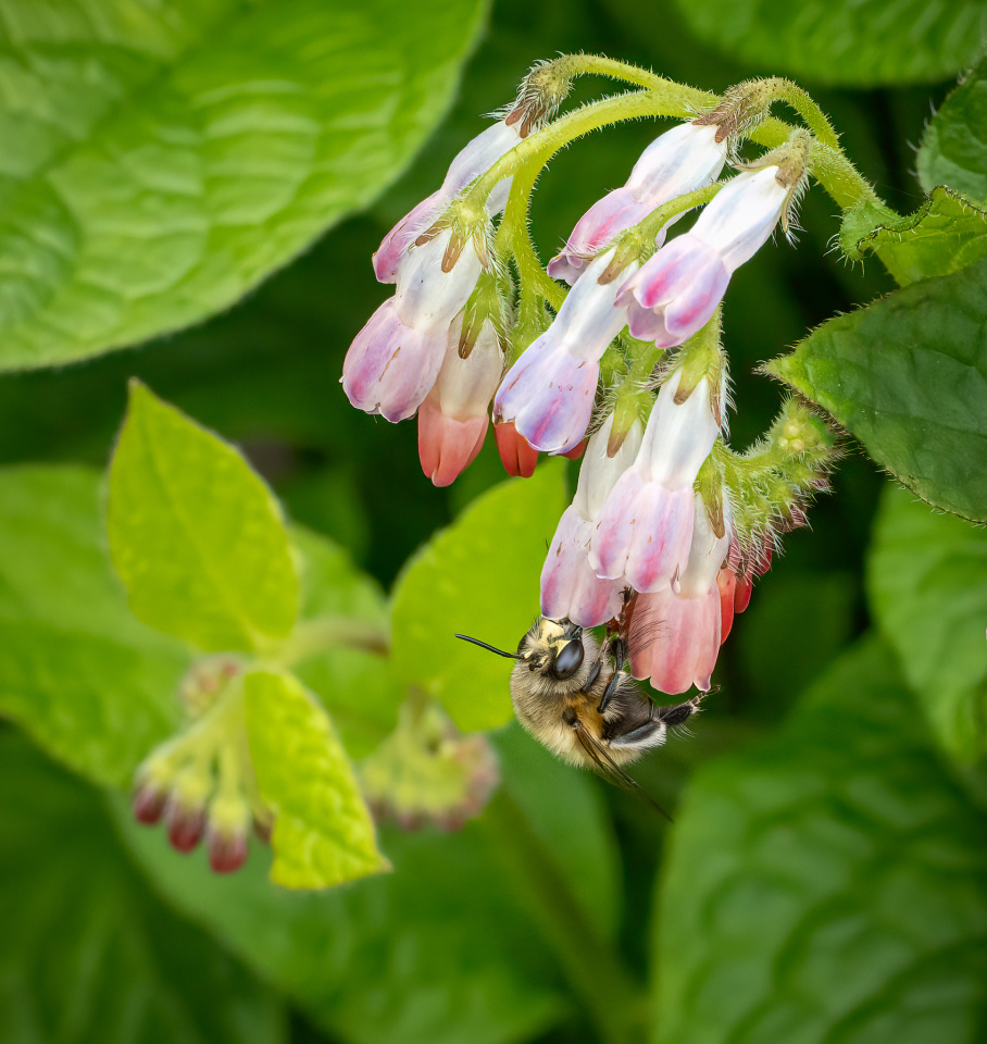 Flower Friday at Alnwick Garden | davidc | Blipfoto