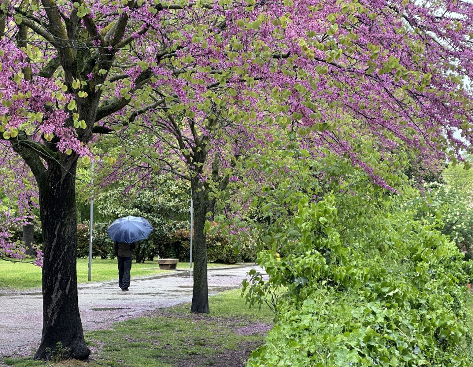 Spring Rain | GenuineBlip | Blipfoto