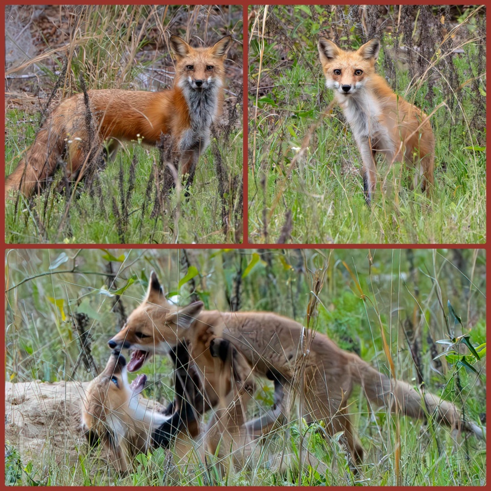 The Family Fox 1... | maura143 | Blipfoto